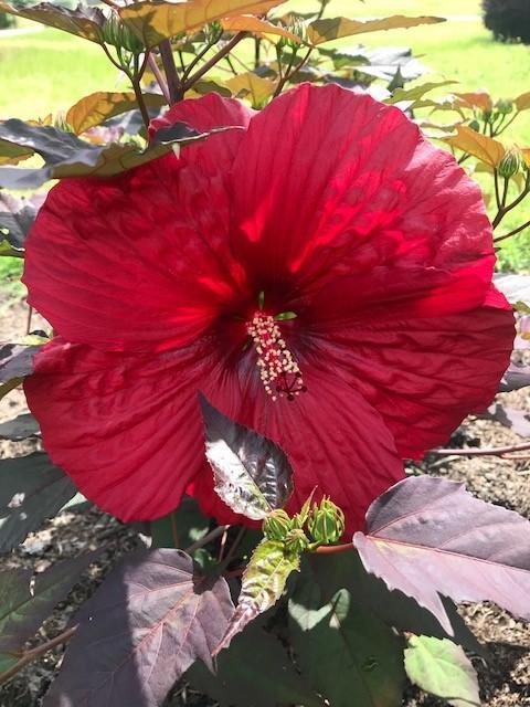 Hibiscus Midnight Marvel PP 24079 | Midnight Marvel Hardy Mallow for ...
