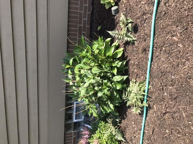 Hydrangea macrophylla Maculata | Variegated Lacecap Hydrangea for sale ...